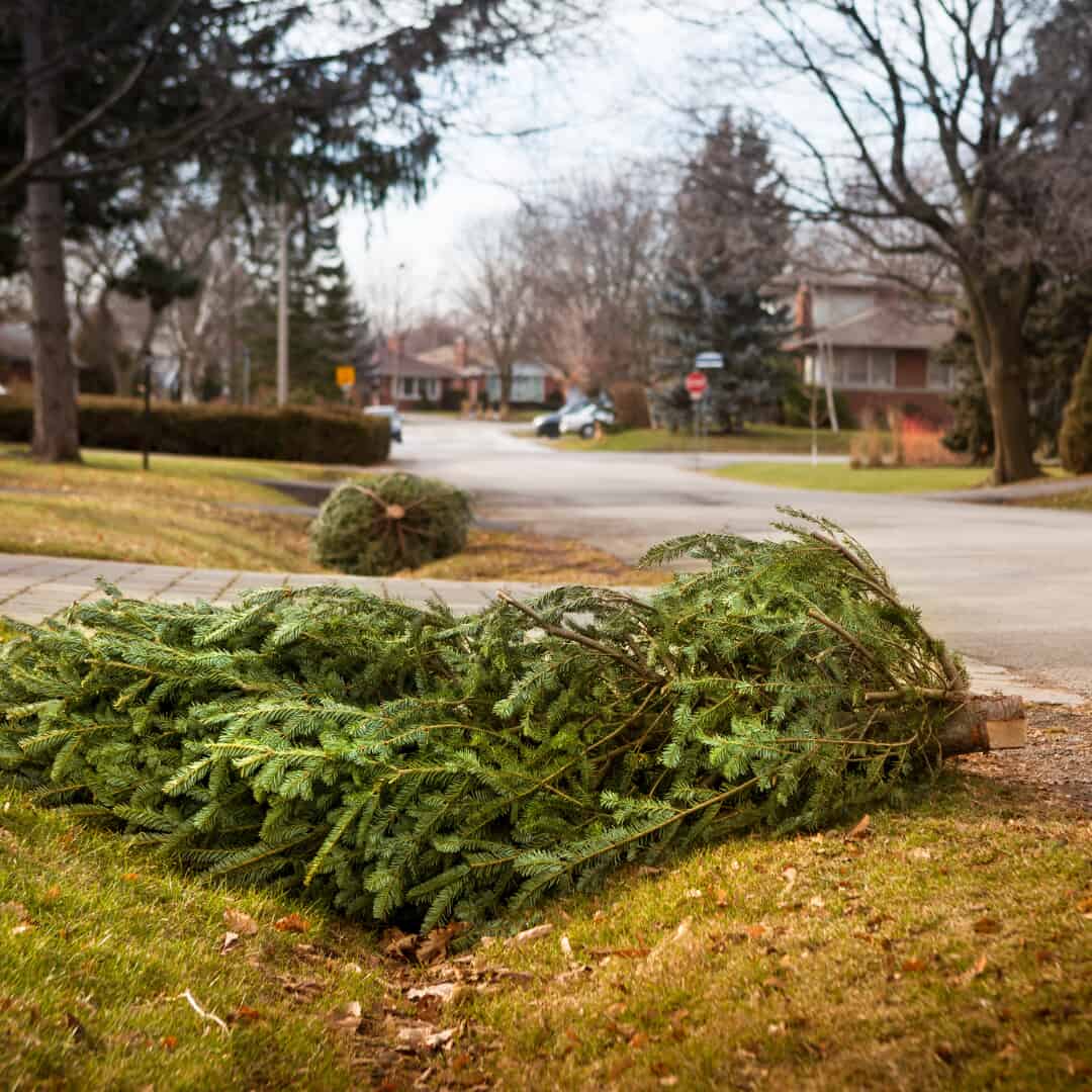 Free Christmas Tree Pick-Up: Turning Your Tree Into Something Good for ...